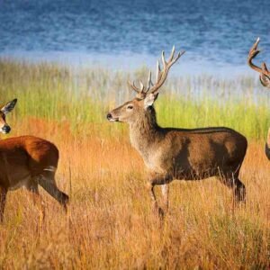 Oregon Hunting Synopsis: 2025 Season Dates & Rules